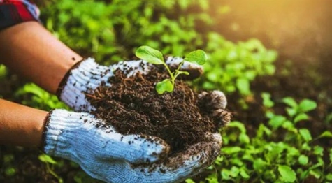 Why Bio Fertilizers are Used and How to Use Them